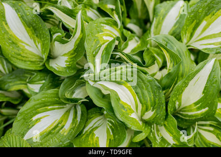 Beautiful tropical Hosta leaves with drops of water. Ornamental Hosta ...