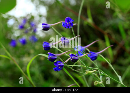 Shangri-La white land, wild flowers, Yunnan Stock Photo - Alamy