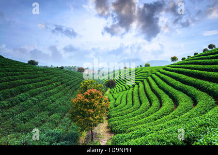 Tea Plantations undersky Stock Photo - Alamy