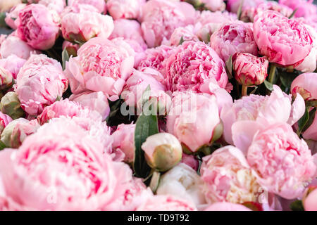 Warehouse refrigerator, Wholesale flowers for flower shops. Pink ...