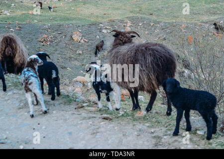 farm animals for a walk in the daytime Stock Photo - Alamy