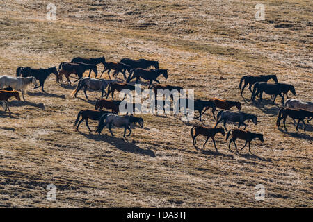 farm animals for a walk in the daytime Stock Photo - Alamy