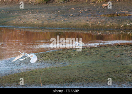 Swamp wetland at dusk, water bird egret Stock Photo - Alamy