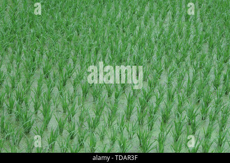 green paddy field horizontal composition Stock Photo - Alamy