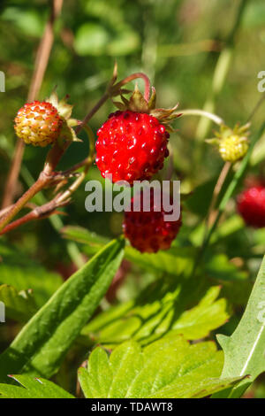 Ripe and sweet wild strawberries in the old metal mug Stock Photo - Alamy
