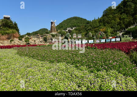 Blue pig's ear floral Stock Photo - Alamy