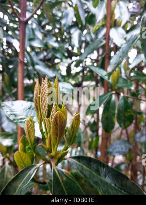 newborn fresh leaves Stock Photo - Alamy
