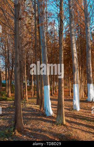 Autumn yellow deciduous forest HD material Stock Photo - Alamy