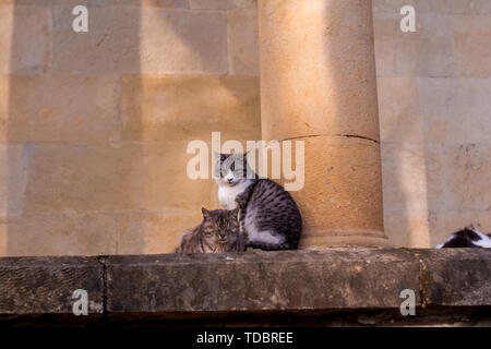 Cats sit on a stone and fall asleep. Animal rest Stock Photo - Alamy