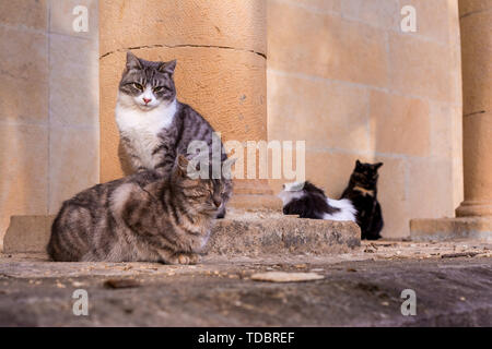 Cats sit on a stone and fall asleep. Animal rest Stock Photo - Alamy