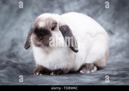 Gray and white mini lop ear rabbit inside of Easter basket with flowers ...