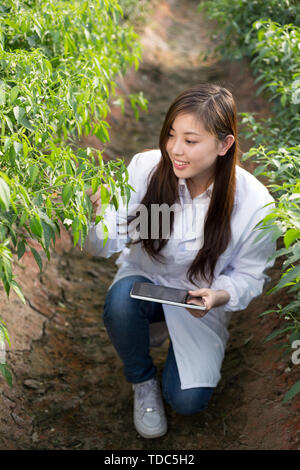 young pretty chinese woman agronomist working in green house Stock ...