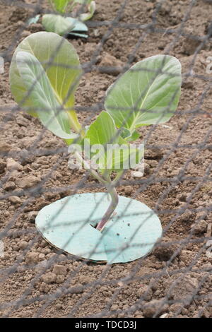 Brassica oleracea. Brassica collar placed on cabbage seedlings to ...