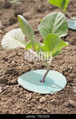 Brassica oleracea. Brassica collar placed on cabbage seedling to ...