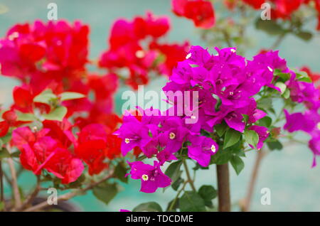 Purple triangular plum Stock Photo - Alamy