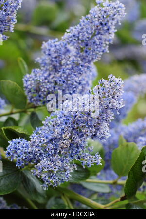 Ceanothus arboreus 'Trewithen Blue. Also called Californian lilac ...
