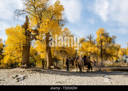 Golden Autumn Desert Hu Yang Stock Photo - Alamy