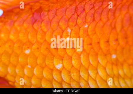Fish scales of goldfish, close-up Stock Photo - Alamy