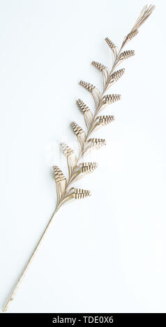 Dry handcraft flower in isolated white background, São Paulo, Brazil ...
