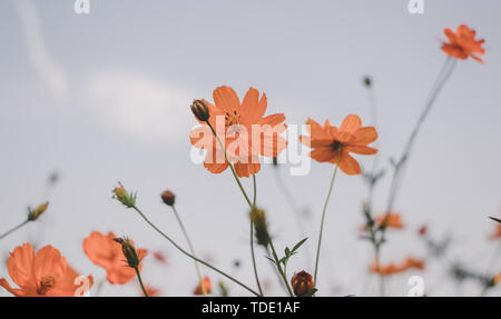 Gesang flower, also known as Gesamato, is a symbol of Tibetan culture ...