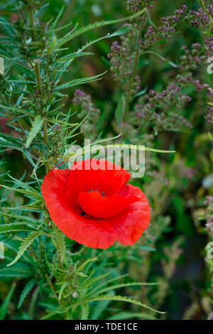 The blooming Yu beauty Stock Photo - Alamy