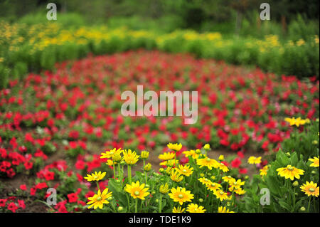 Spring forest flowers and plants picture Stock Photo - Alamy