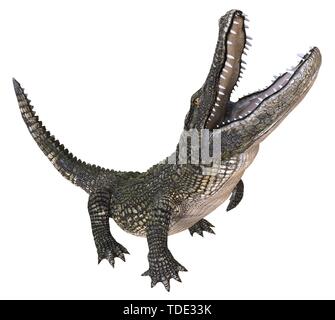 A reference image 3D illustration alligator isolated on white ...