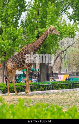 Everything revived, and the animals in the zoo ushered in spring Stock ...