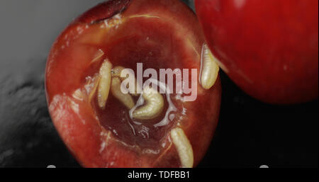 Fruit worms in rotten cherry, black background. Larva of cherry flies ...