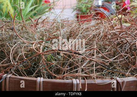 Chicken bone grass Stock Photo - Alamy
