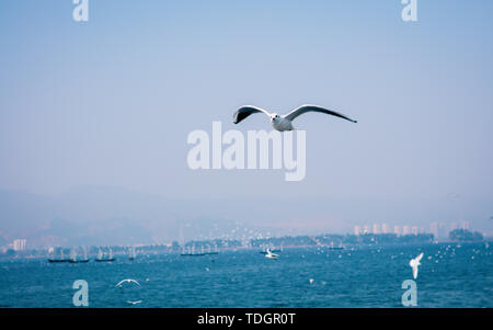 Red-billed gull at sea ridge dam in Dianchi Lake, Kunming Stock Photo ...