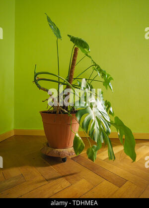 ceriman (Monstera deliciosa) aka fruit salad plant Stock Photo - Alamy