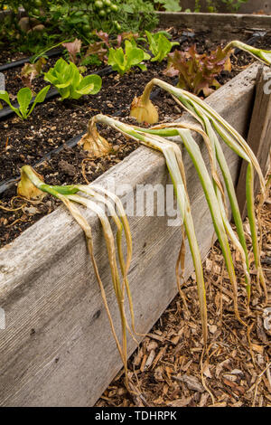 Ready-to-harvest Walla Walla Sweet Onion plants growing in a raised bed ...