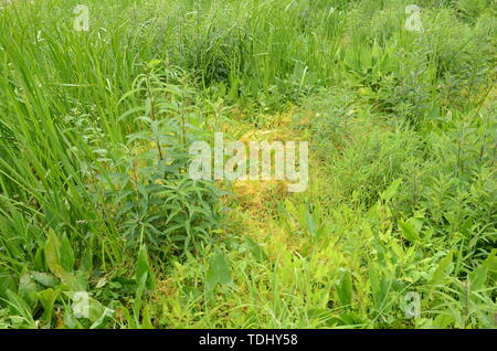 orange invasive weed or vine on green plants in wetland or swamp Stock ...