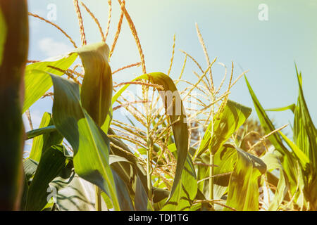 Organic greenhouse. High corn stalks growing in the field Stock Photo ...