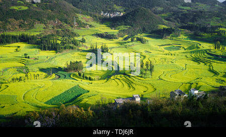 Map of Luoping rapeseed screws field Stock Photo - Alamy