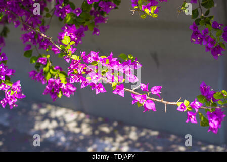 The blooming triangular plum Stock Photo - Alamy