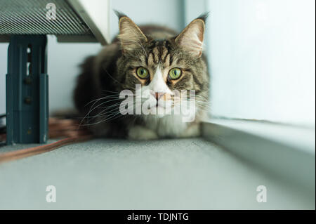 cute maine coon cat sleeping on sofa covered with soft blanket Stock ...