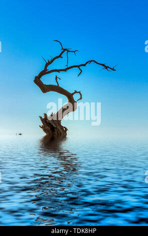 Poplar on coast of lake Stock Photo - Alamy