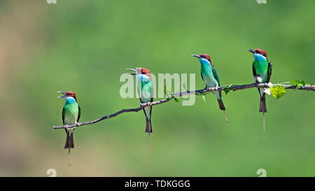 Blue-throated bee-eaters are seen flying or perching on branches at ...