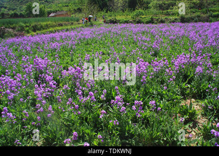 Ganquan Xiamen Village Blue mustard ornamental garden flowers bloom ...