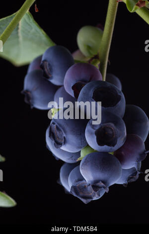 All stages of blueberry flowers and fruit Stock Photo - Alamy