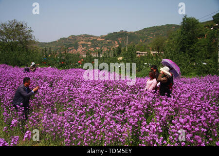 Ganquan Xiamen Village Blue mustard ornamental garden flowers bloom ...