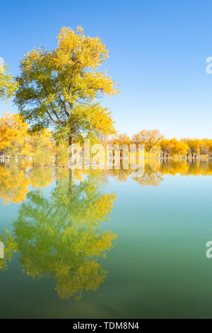 Hu Yang Lin in the sun Stock Photo - Alamy
