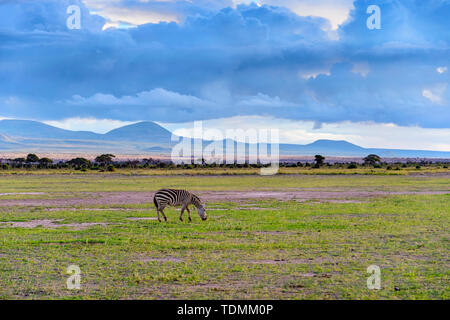 Kenya, Amboseli National Park, lonely Grant's zebra (Equus burchelli ...