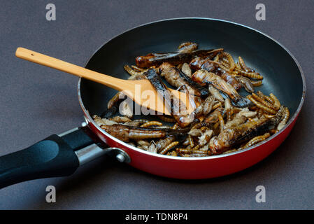 Insekten-Food, verschiedene frittierte Insekten in Pfanne, Heuschrecken ...