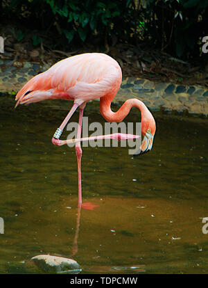 Flamingos stand on one leg to the other group of flamingos Stock Photo ...