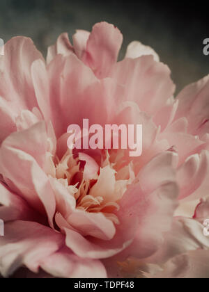 fresh bright blooming peon flower pink color, close up Stock Photo - Alamy