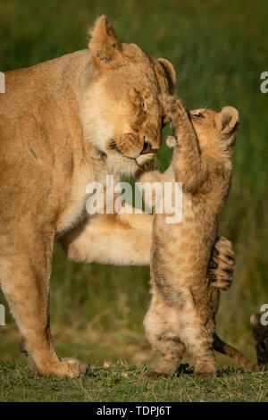 Young lioness standing on her hind legs and patting her front paws on ...