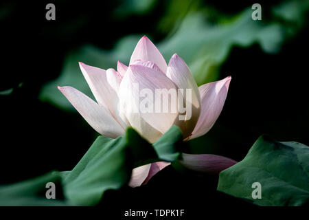 A set of lotus photos Stock Photo - Alamy